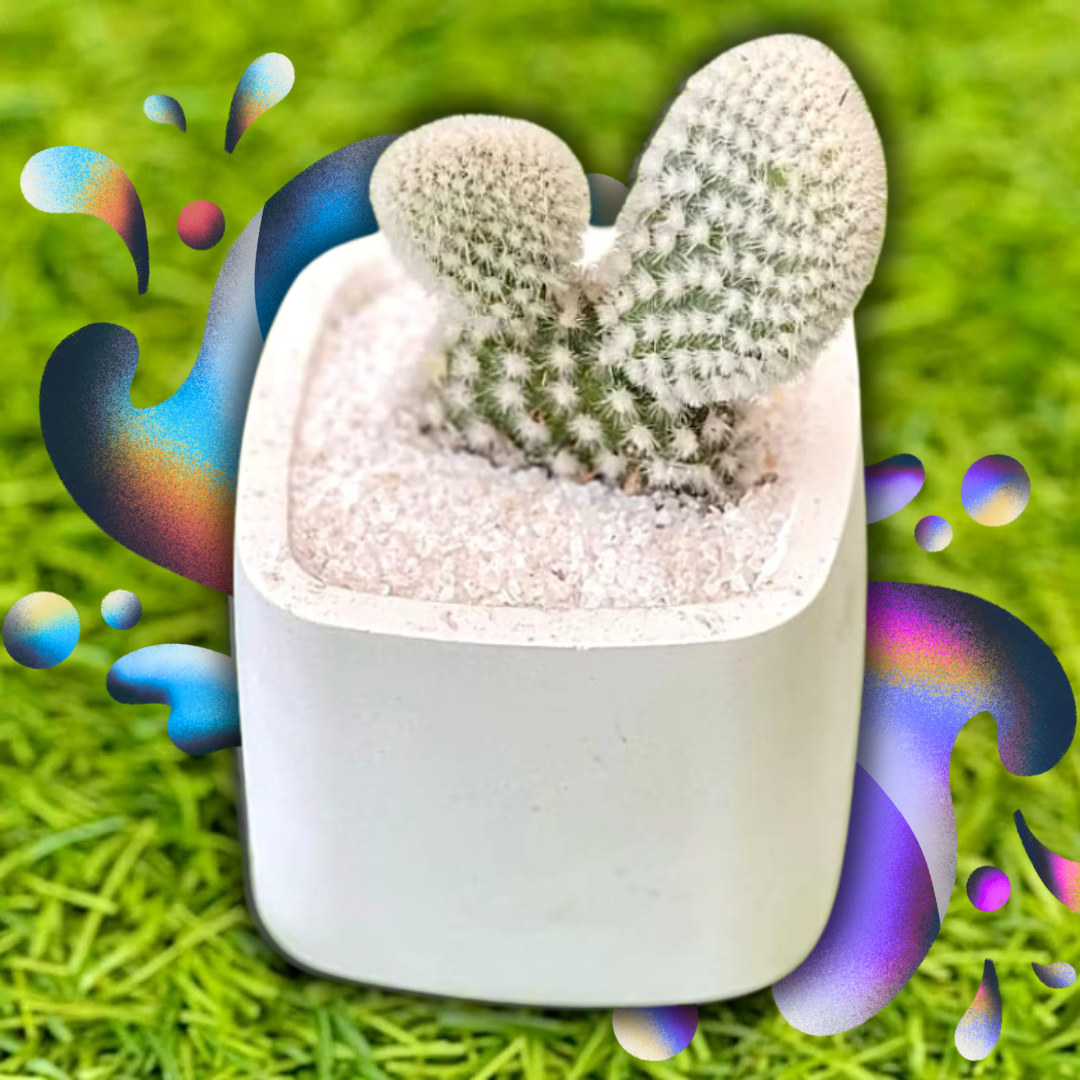 CactuArt – Kaktus Mini & Pot Warna